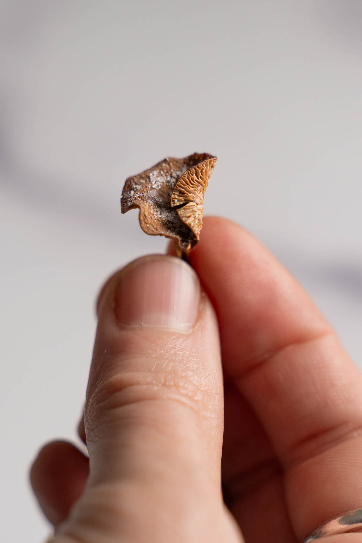 Foraging & Cooking Candy Cap Mushrooms: A Complete Guide - Butter Witch