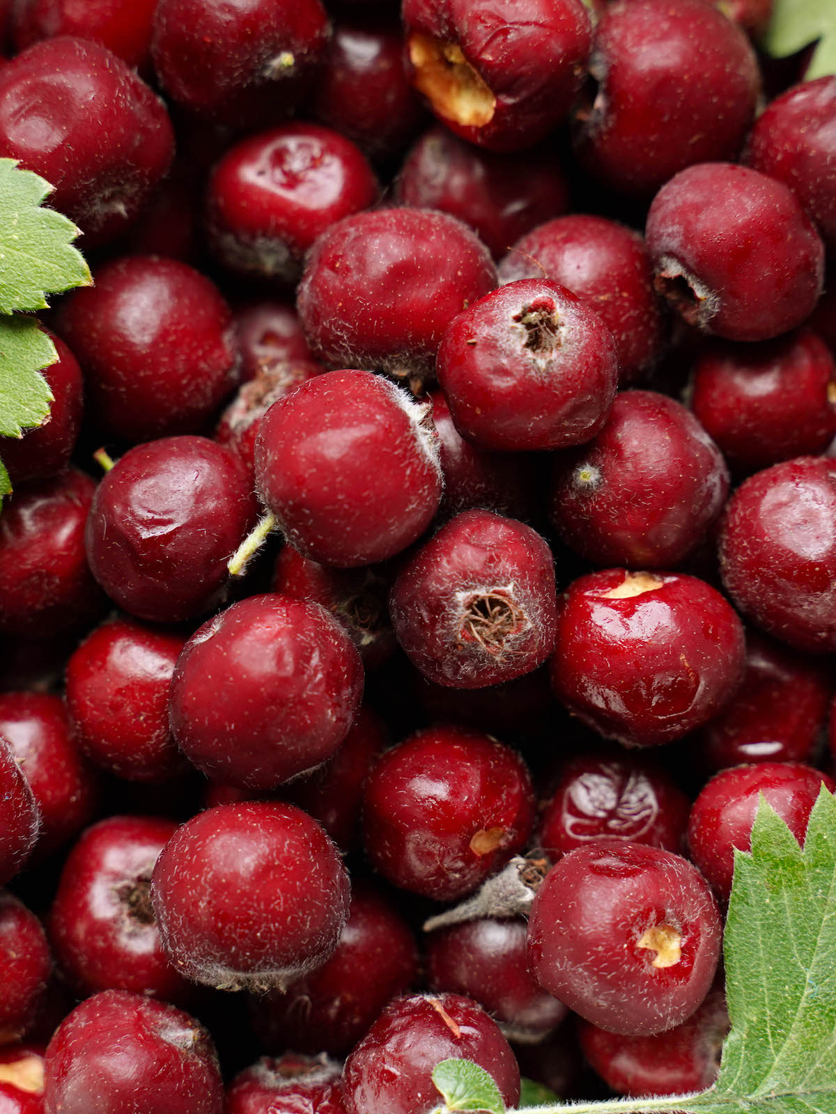 Harvesting & Using Hawthorn Berries in Desserts - Butter Witch