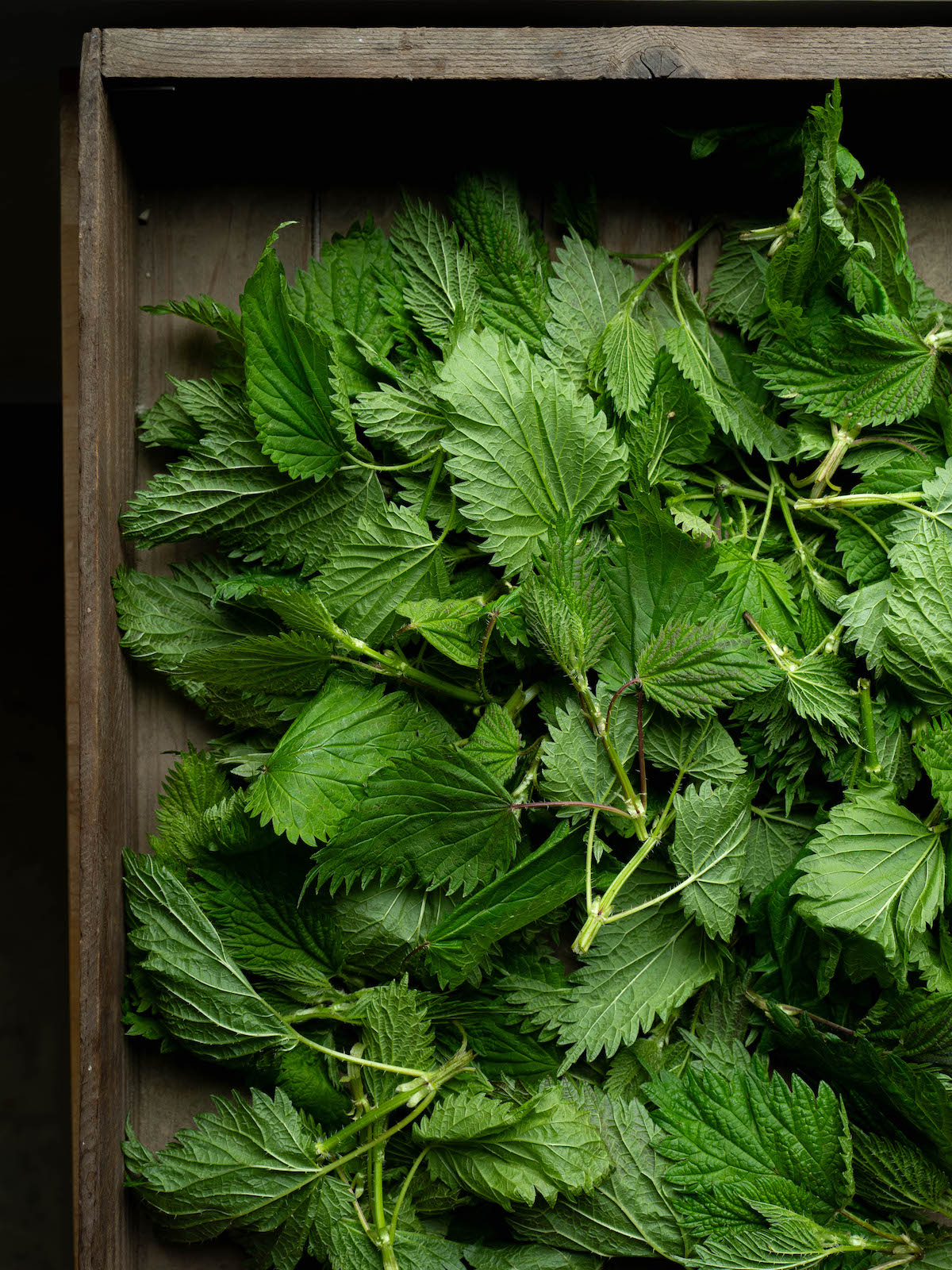 Harvesting & Cooking with Nettles - Butter Witch